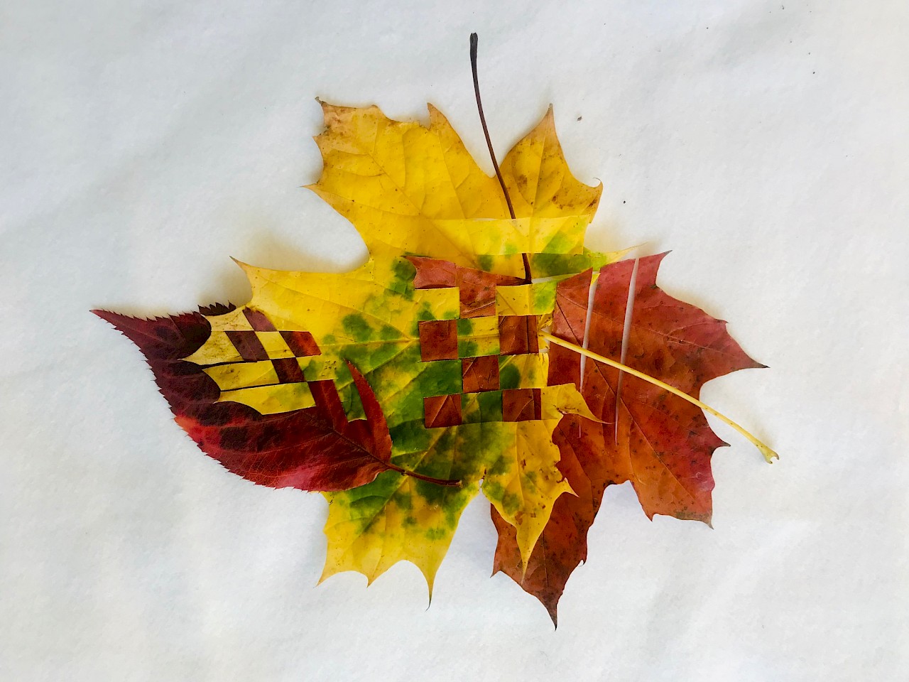 Activity: Nature Tangles - Nottingham Contemporary